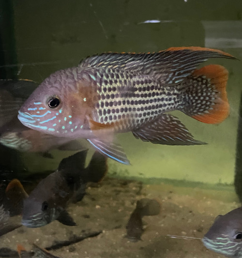 Aequidens rivulatus gold saum