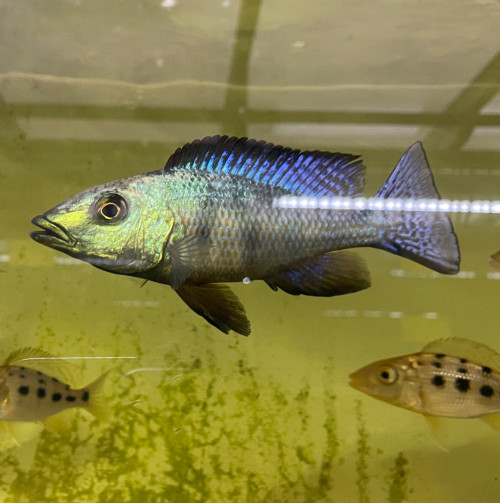 Fossorochromis rostratus