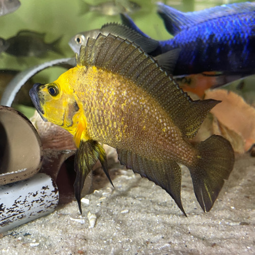 Altolamprologus compressiceps gold head