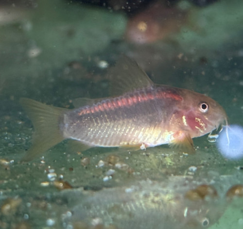 Corydoras red laser CW14
