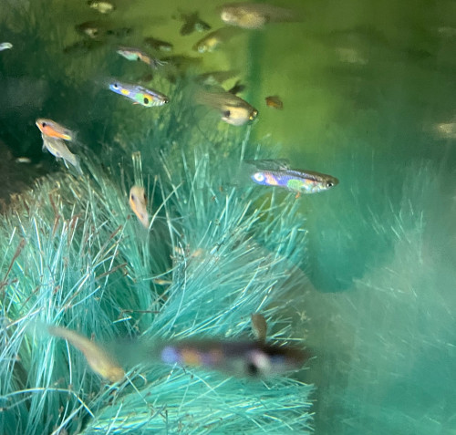 wild guppy rio picota honda colombia