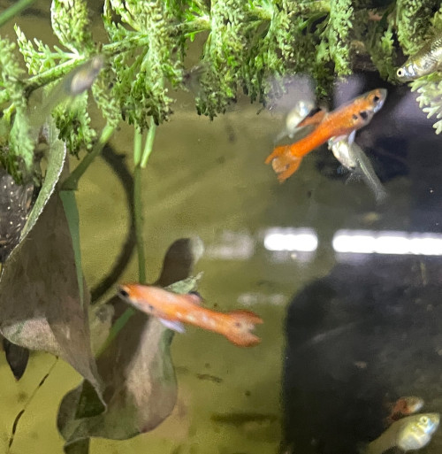 Endler gup red scarlet