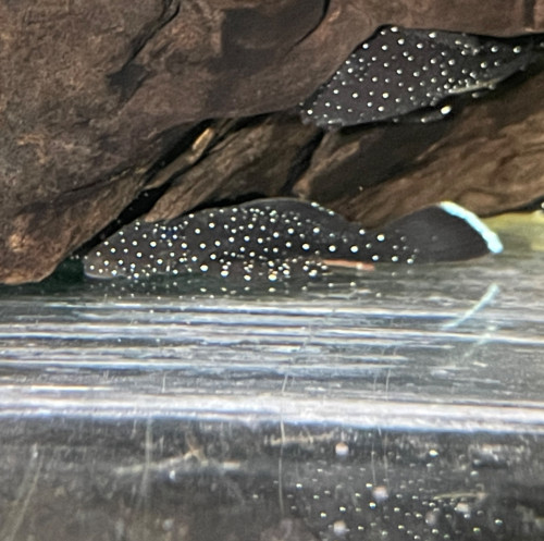 L181 peppermint pleco